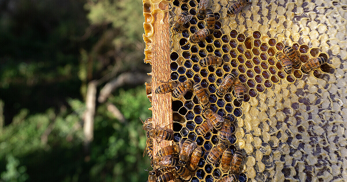 Honey MGO Ratings: What They Mean and Their Uses